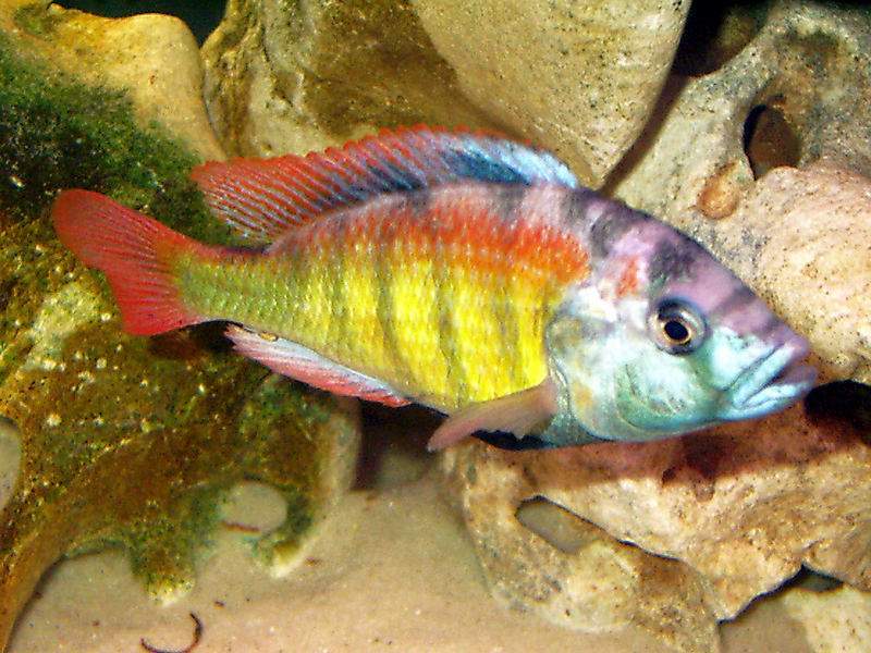 Pseudotropheus elongatus "mphanga" - EcuRed