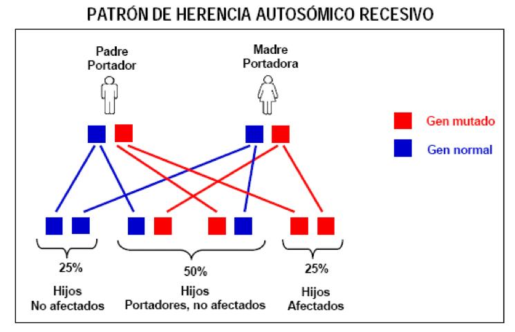 Autosómico recesivo - EcuRed