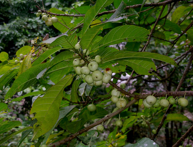 Ficus copiosa - EcuRed
