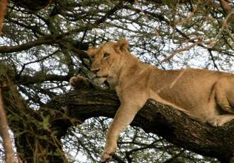 Parque Nacional Lago Manyara - EcuRed