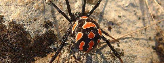 Viuda negra europea - EcuRed