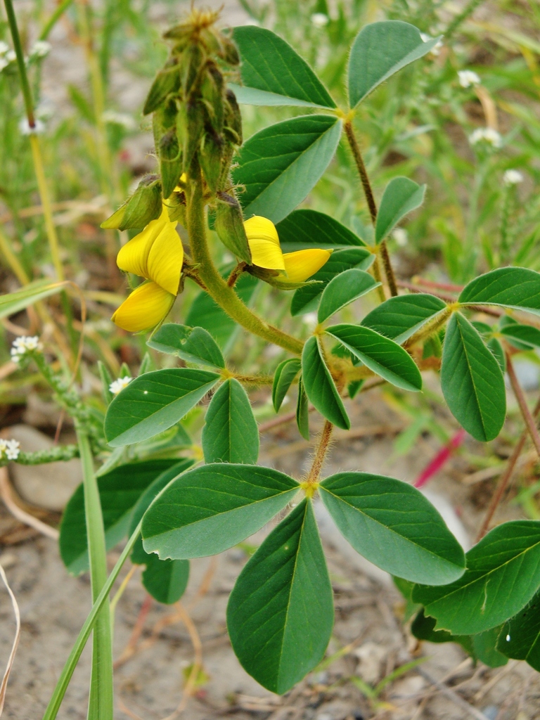 Crotalaria eriocarpa - EcuRed