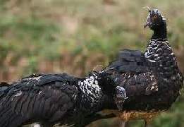 Chajá real - EcuRed