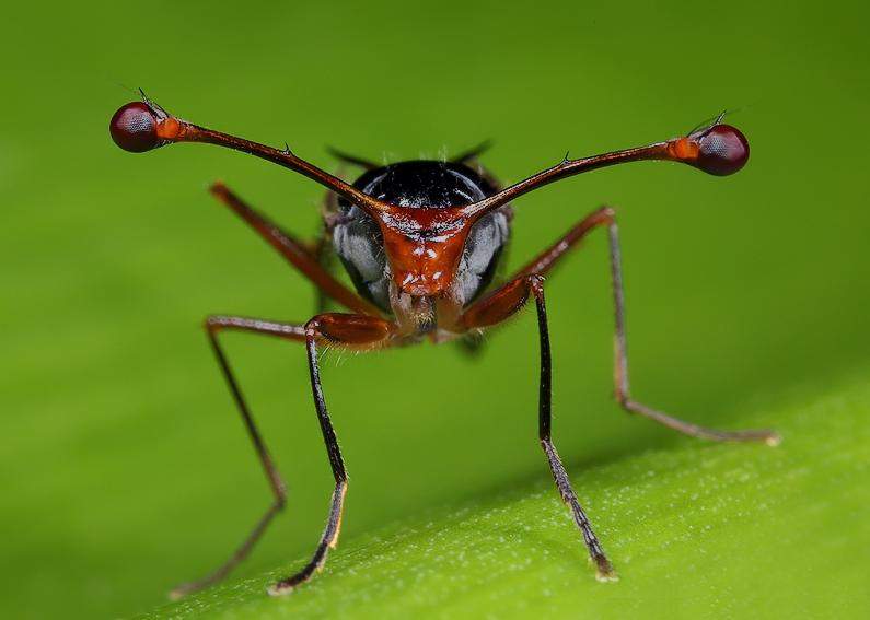 Diopsis apicalis - EcuRed