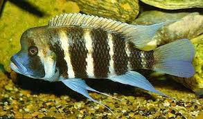 Cyphotilapia Frontosa Kavala - EcuRed