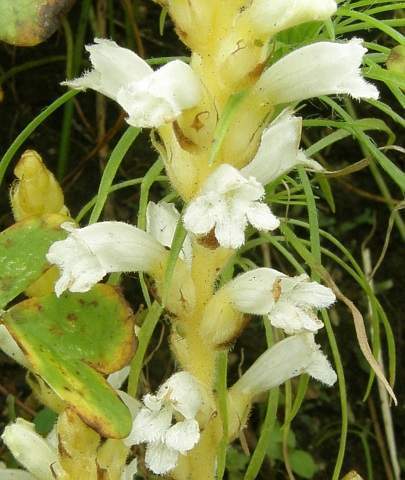 Orobanche ramosa - EcuRed