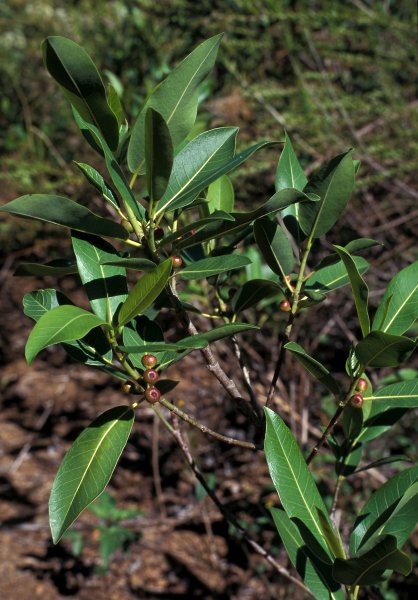 Ficus pygmaea - EcuRed