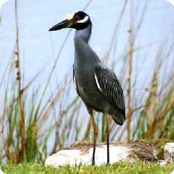 Guanabá real - EcuRed