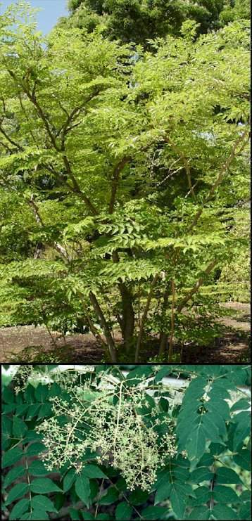 Aralia - EcuRed