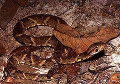 Bothrops - EcuRed