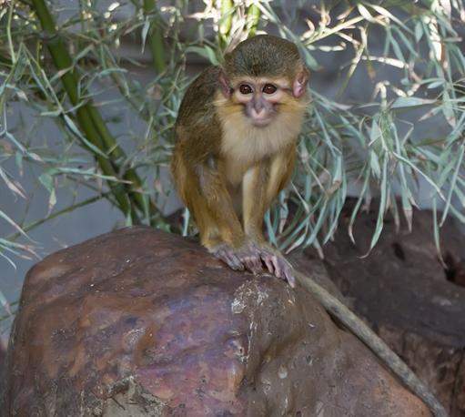 Miopithecus talapoin - EcuRed