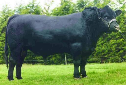 Aberdeen angus - EcuRed