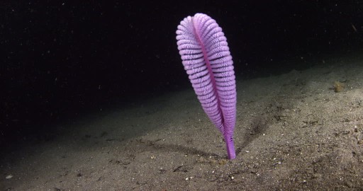 Pennatulacea - EcuRed