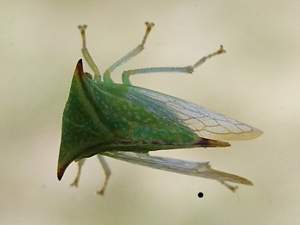 Stictocephala bisonia - EcuRed