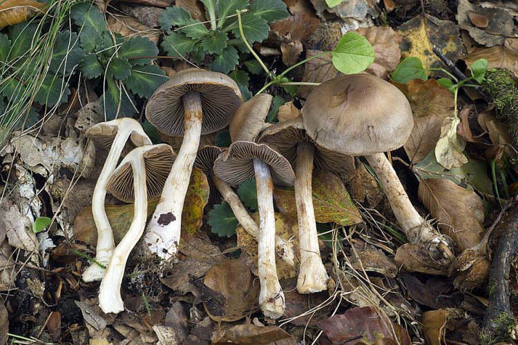 Cortinarius anomalus - EcuRed