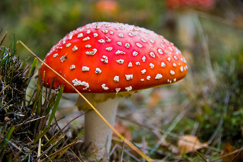 Amanita muscaria (hongo alucinógeno) - EcuRed