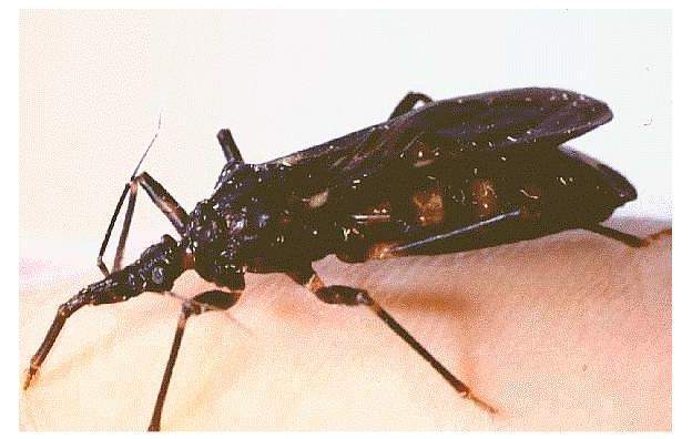Vinchuca - EcuRed