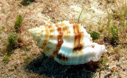 Cancellaria cancellata - EcuRed