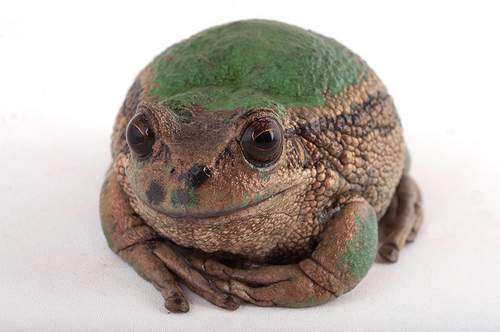 Rana marsupial andina - EcuRed