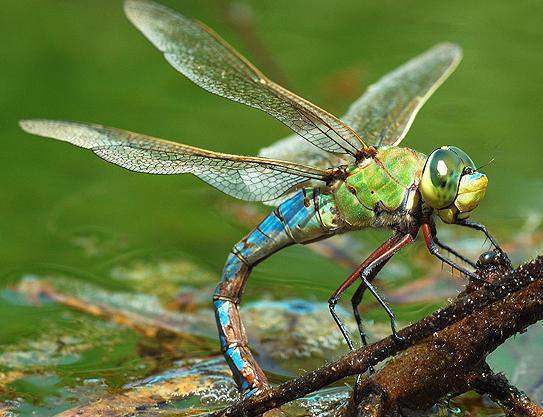 Anax emperator - EcuRed