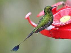 Colibrí cola de hoja - EcuRed