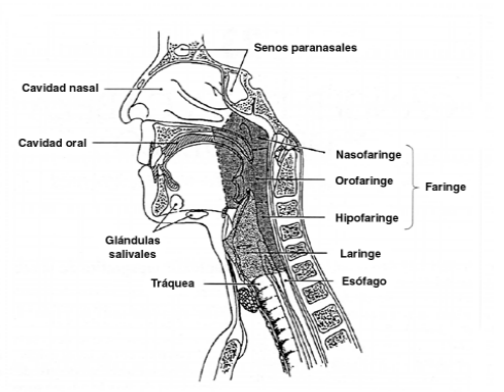 Faringolaringe - EcuRed