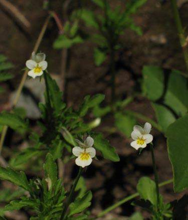 Viola arvensis - EcuRed