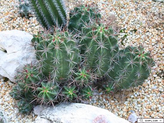 Ferocactus robustus - EcuRed
