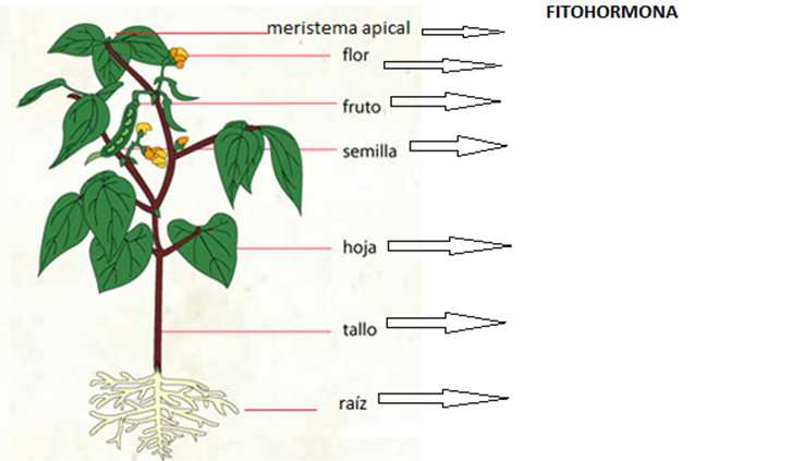 Fitohormonas - EcuRed