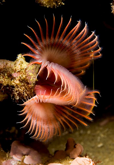 Serpula vermicularis - EcuRed