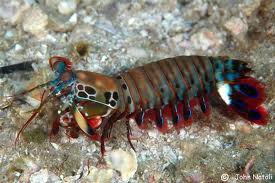 Malacostraca - EcuRed