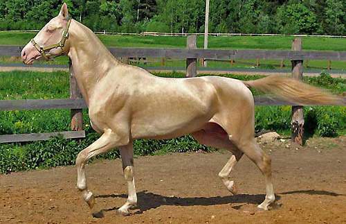 Caballo akhal-teke - EcuRed