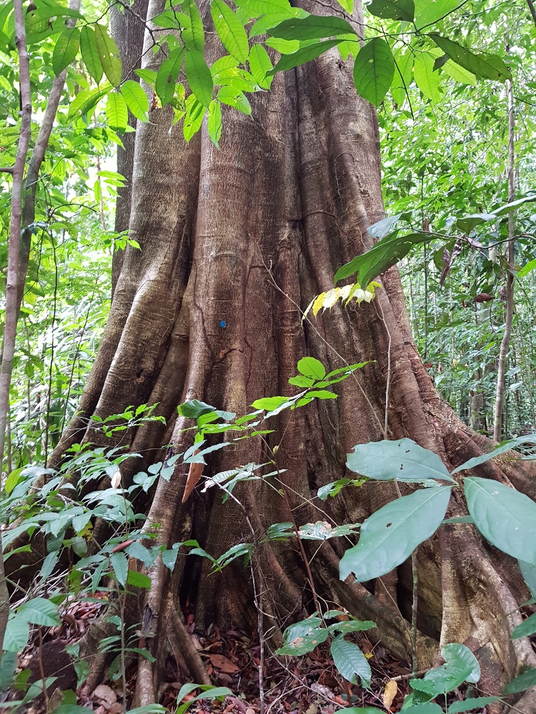 Ficus osensis - EcuRed