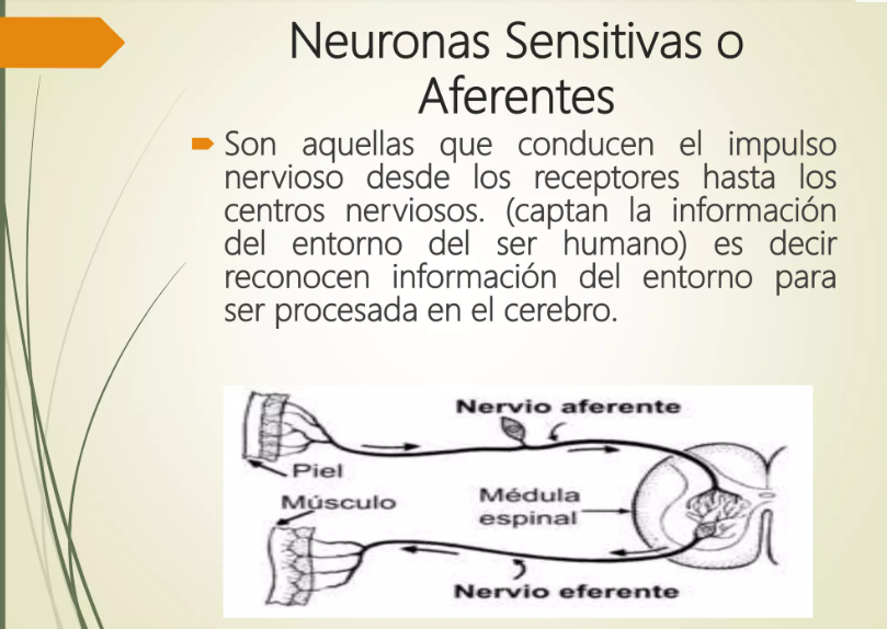 Neurona sensitiva - EcuRed