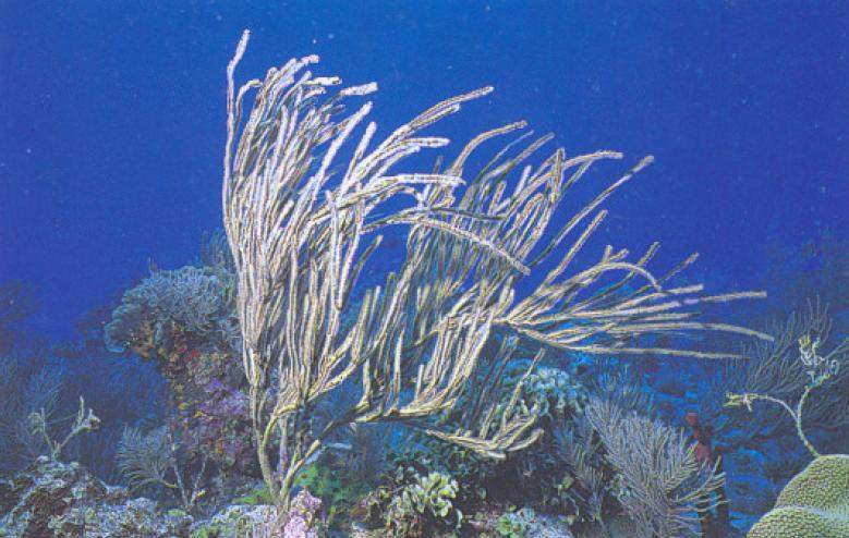 Pterogorgia anceps - EcuRed