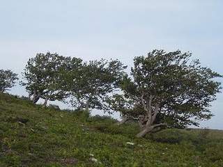 Viento Geostrófico - EcuRed