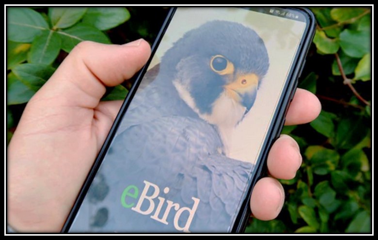 Ebird - EcuRed