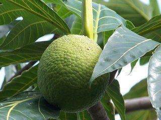 Artocarpus altilis - EcuRed