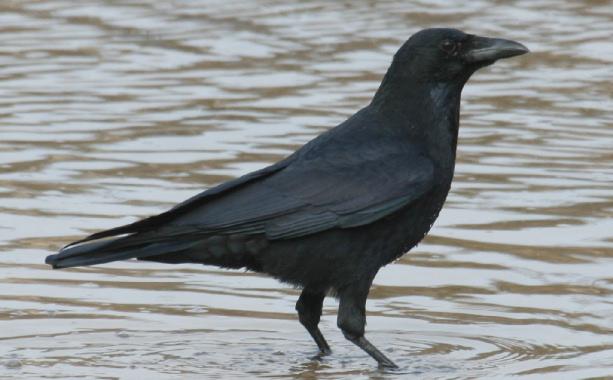 Corneja negra - EcuRed