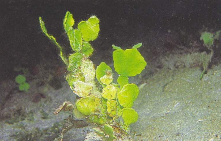 Halimeda discoidea - EcuRed