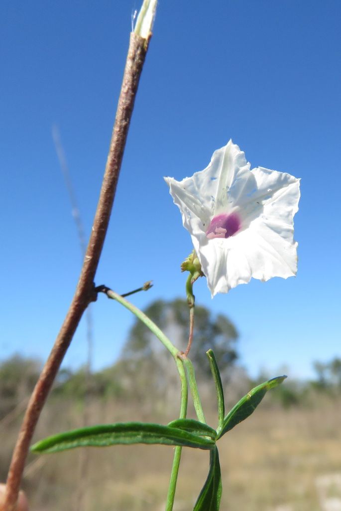 Ipomoea sororia - EcuRed