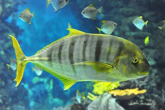 Jurel dorado - EcuRed