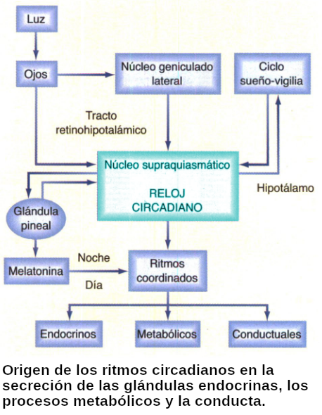 Reloj circadiano - EcuRed