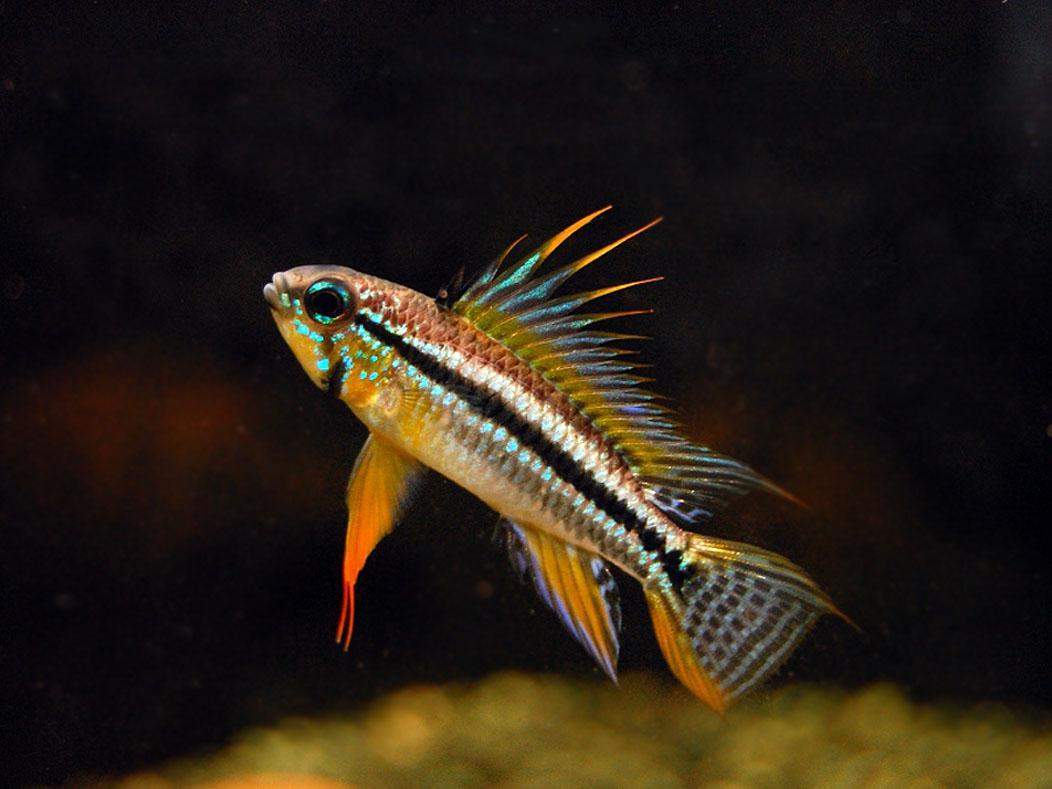 Apistogramma de dos bandas - EcuRed