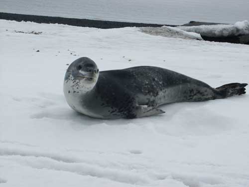 Foca leopardo - EcuRed