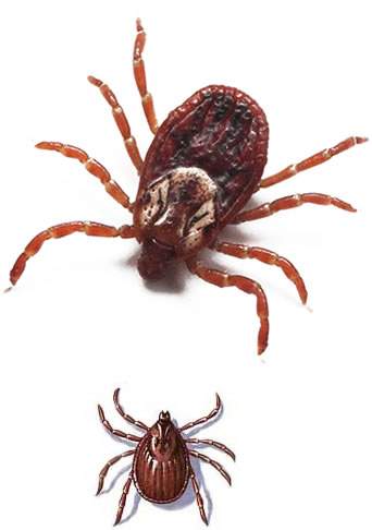 Rhipicephalus sanguineus - EcuRed