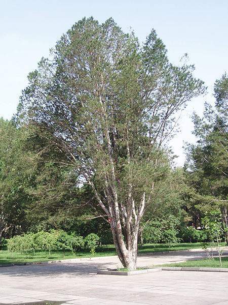 Pinus bungeana - EcuRed