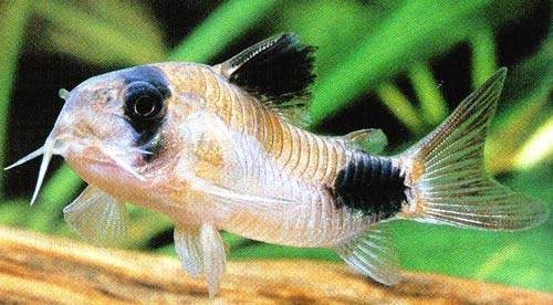 Corydoras panda - EcuRed
