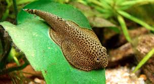 Locha ventosa - EcuRed