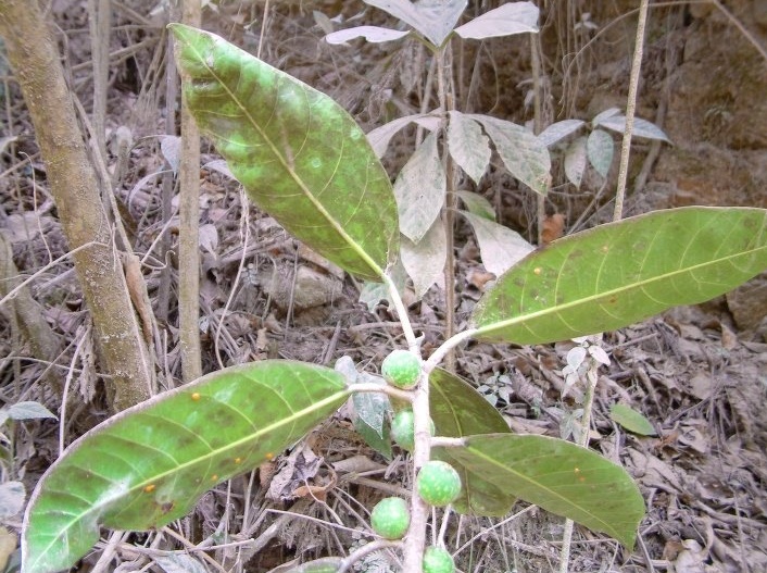 Ficus tonduzii - EcuRed
